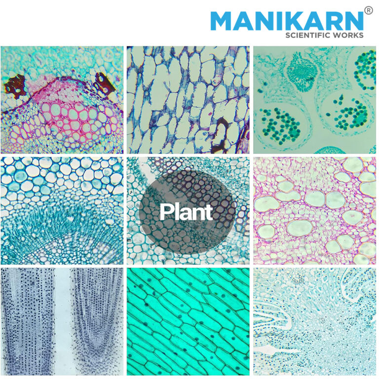 Permanent Prepared Microscope Slides